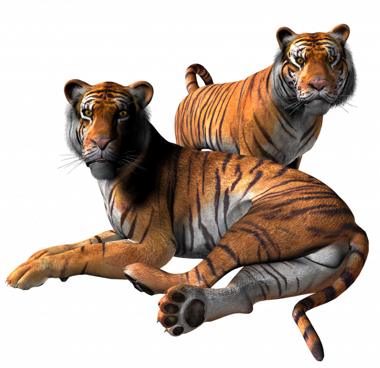 Картинка тигры на прозрачном фоне в png